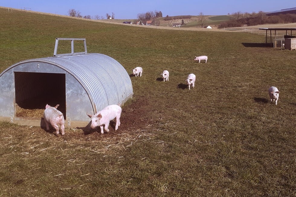 Freilandschweine | Ausdinhard.ch - Familie Vollenweider - Dinhard